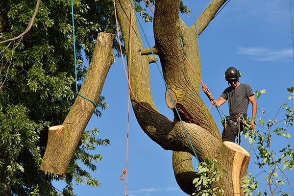 When Should You Consider Having A Tree Removed 